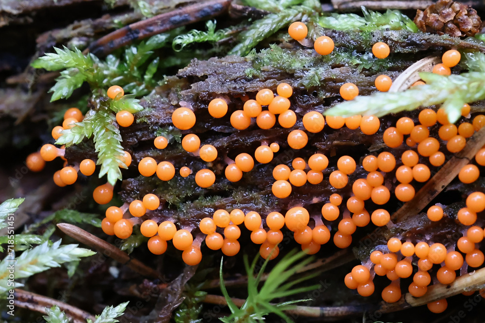 Trichia decipiens, a slime mold of the family Trichiaceae, no common ...