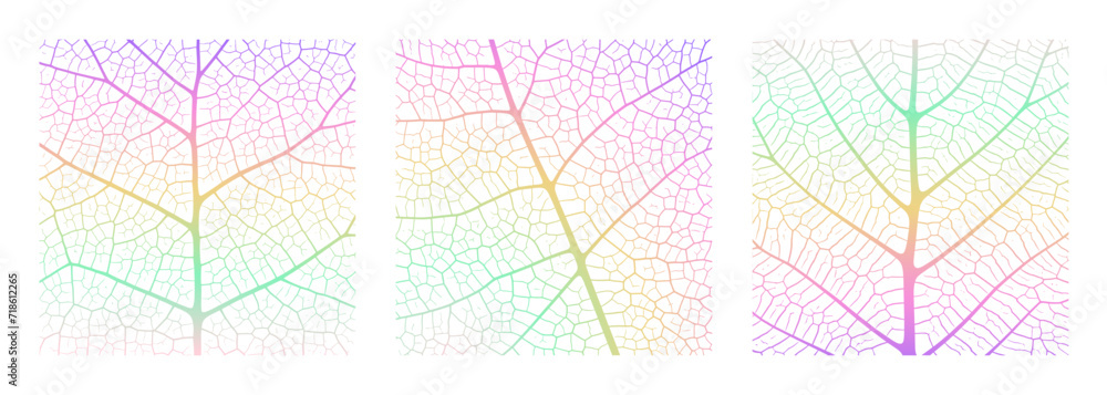 Leaf vein texture abstract background with close up plant leaf cells ...