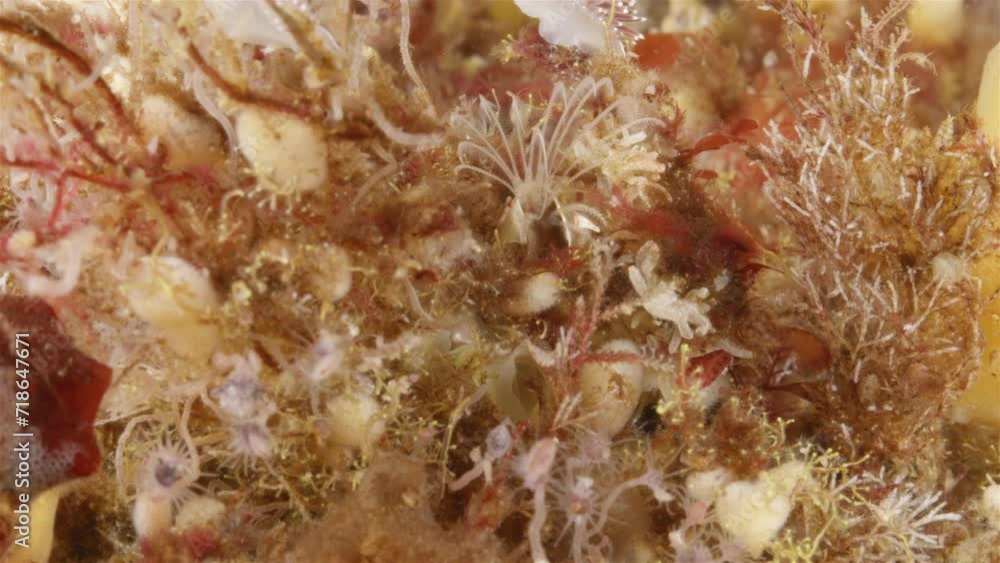 Crustacea Balanus sp. species of acorn barnacle, family Balanidae. It ...