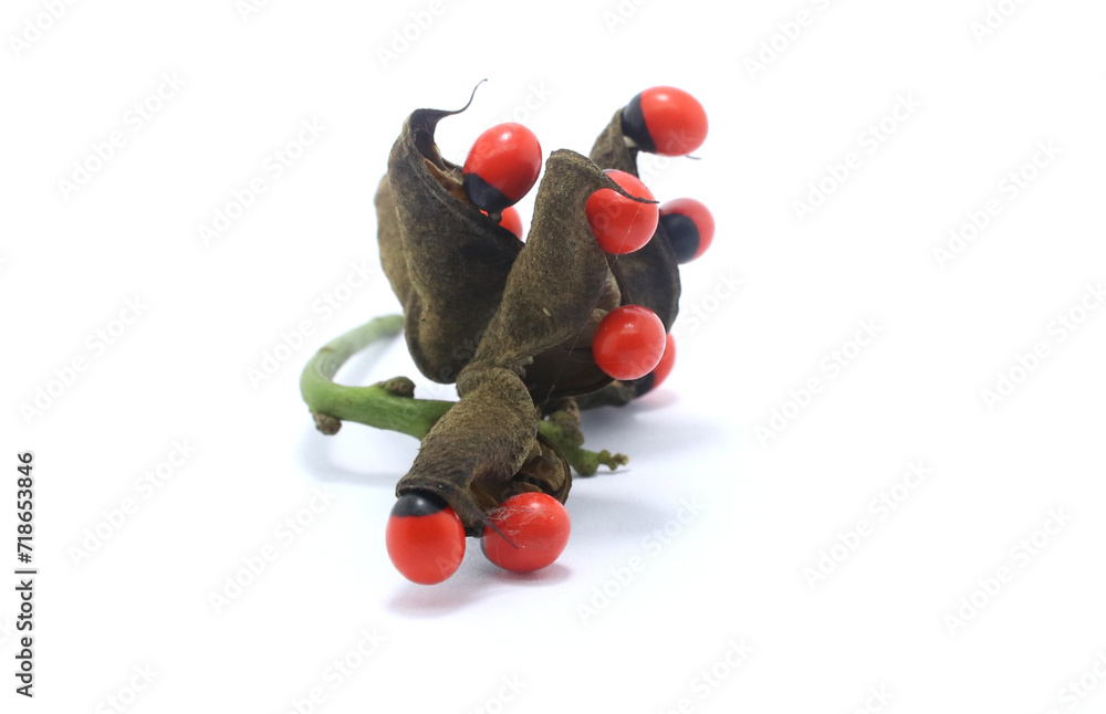 Lucky Bean Creeper (Abrus precatorius) pods of seeds / saga seeds on ...