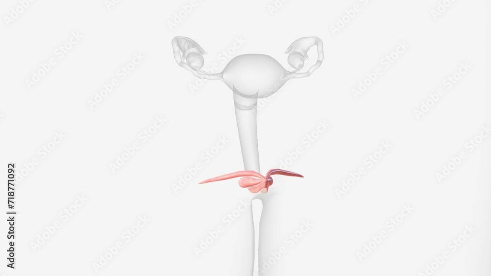 The Male Reproductive System Includes The External Genitals The Penis Testes And The Scrotum