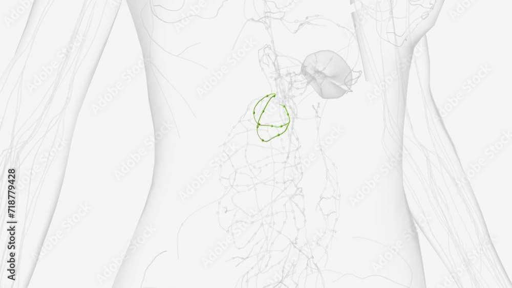 The lymphatic system of the pancreas is a complex, intricate network of ...