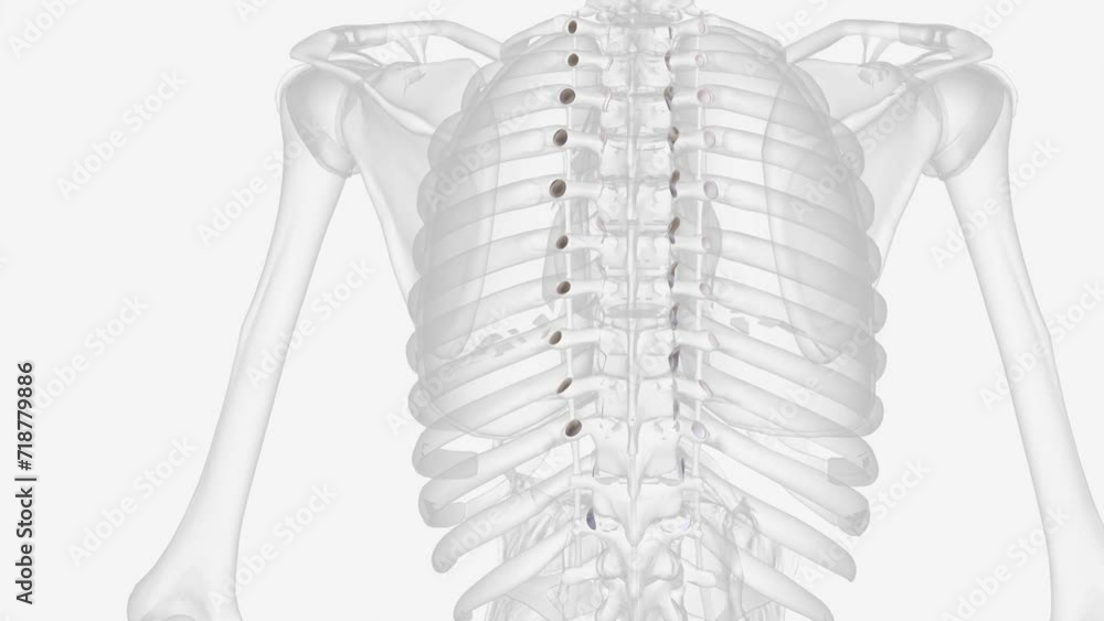 The costovertebral joints describe two groups of synovial plane joints ...