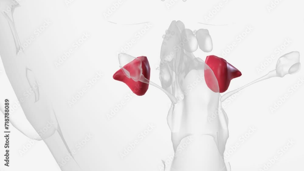 The maxillary sinus, or antrum of Highmore, lies within the body of the ...