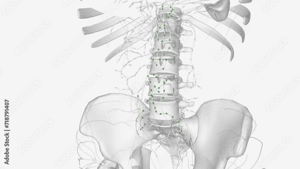 The periaortic lymph nodes (also known as lumbar) are a group of lymph ...