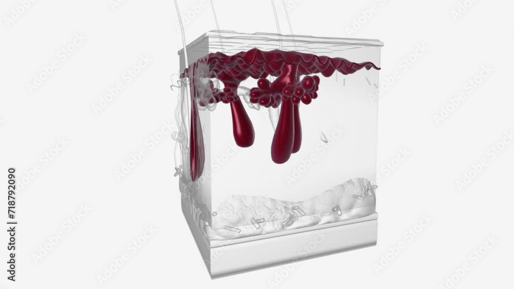 The basal layer is the innermost layer of the epidermis, and contains ...