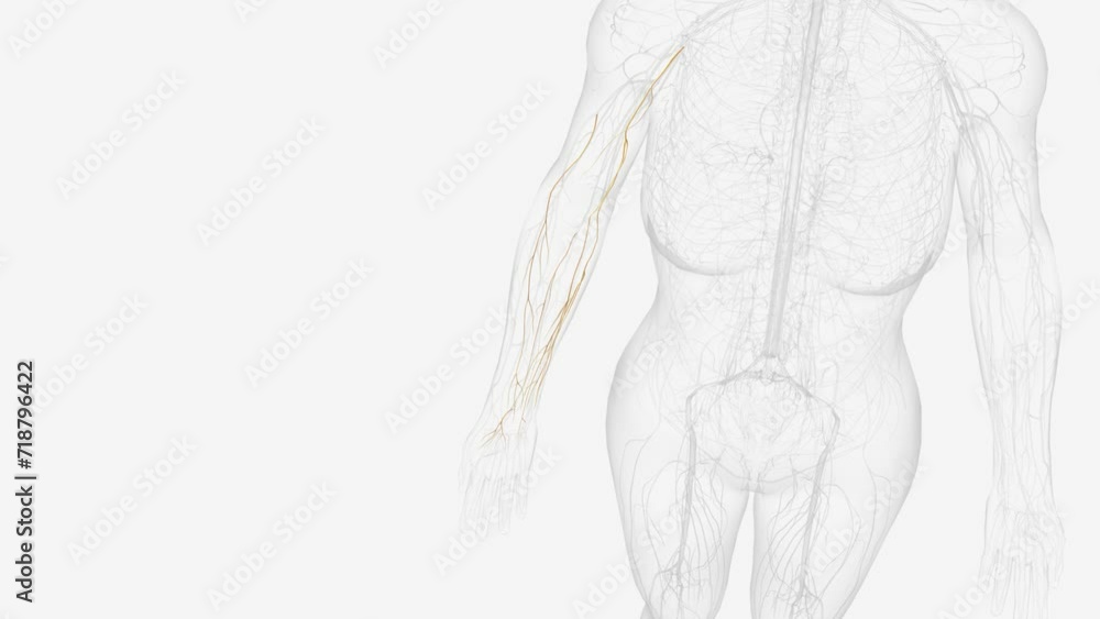 Collateral branches of terminal right brachial plexus nerves . Stock ...