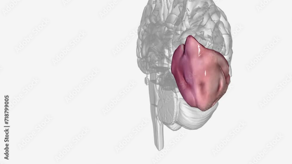 The Occipital Lobe helps with visual processing and mapping. It is ...
