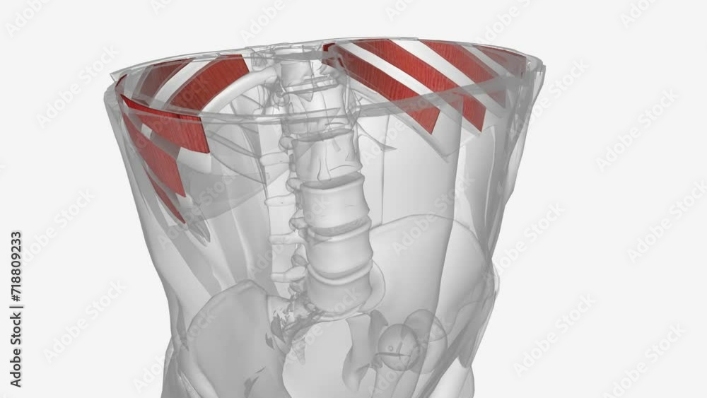 The external intercostal muscles elevate the ribs during forced ...