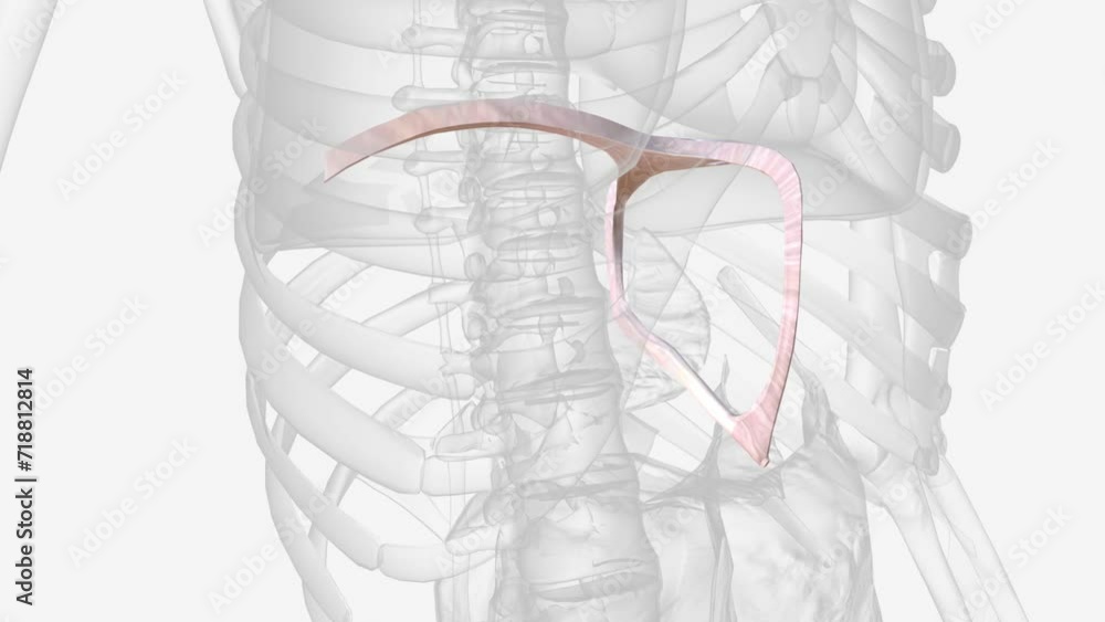 Vidéo Stock Liver ligaments are double-layered folds of peritoneum that ...