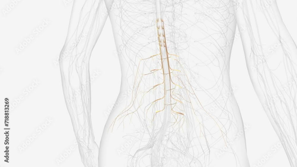The lumbar plexus in the human arises from T12, L1, L2, L3, and L4 ...