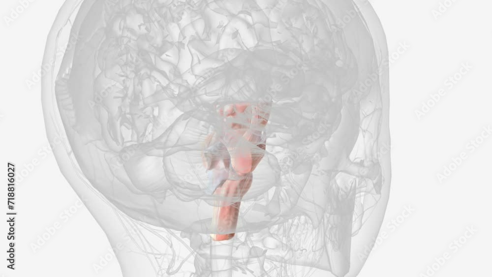 Brainstem, area at the base of the brain that lies between the deep ...