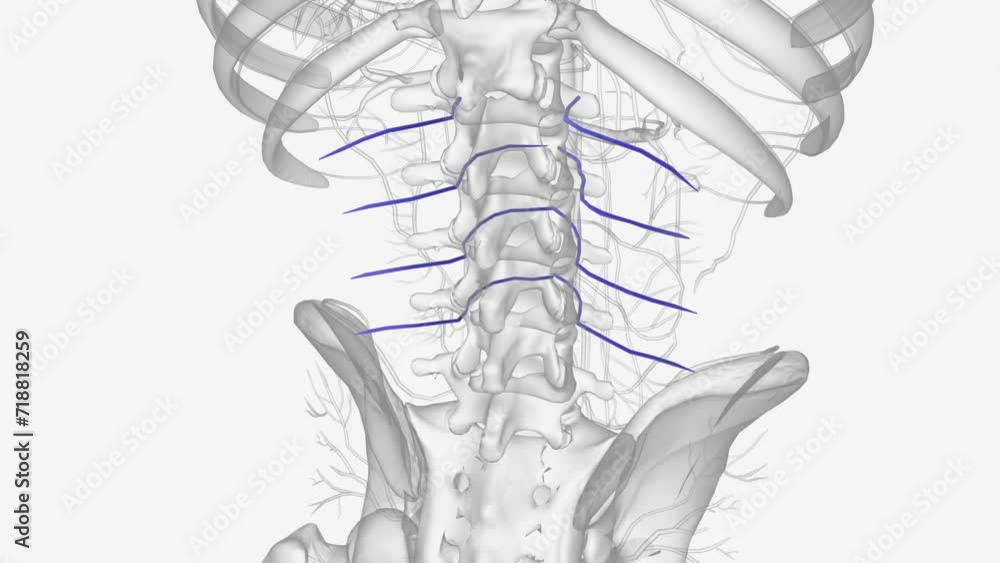 The lumbar veins are four pairs of veins running along the inside of ...
