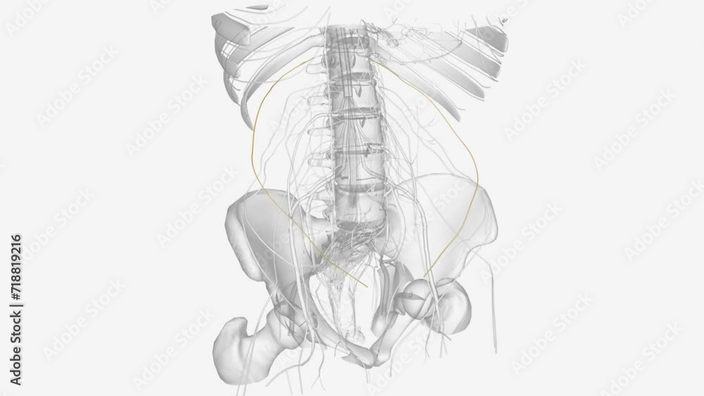 The subcostal nerve provides motor supply to the rectus abdominis ...
