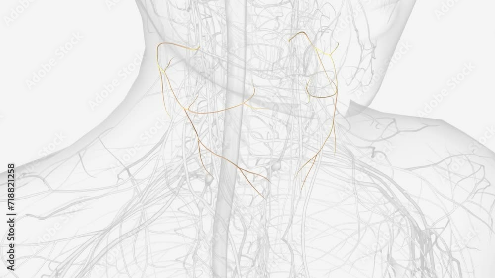 The transverse cervical nerve is a sensory branch of the cervical ...
