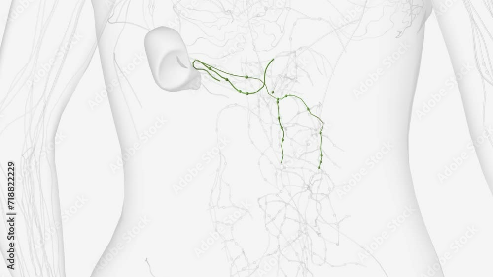The lymphatic system of the pancreas is a complex, intricate network of ...
