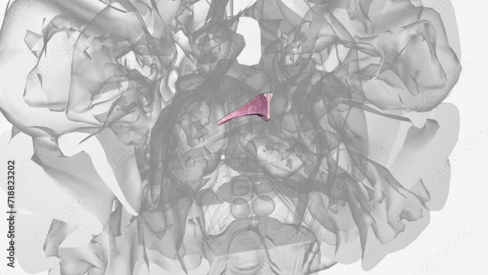 Septum Verum (true septum) is a region in the lower medial part of the ...