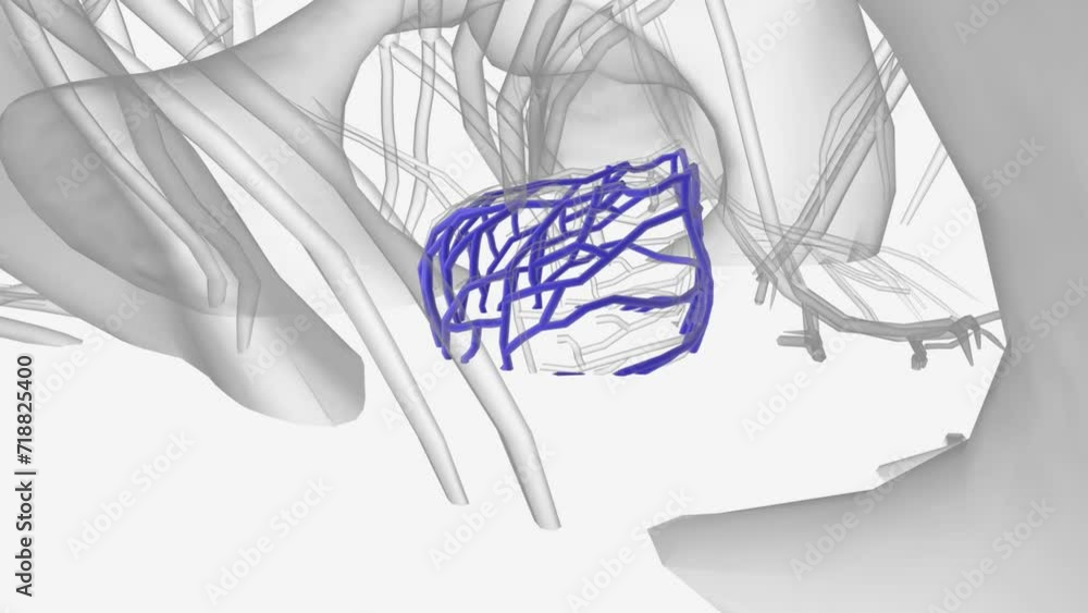 The Prostatic Venous Plexus Is A Network Of Small Veins That Surrounds And Drains The Prostate