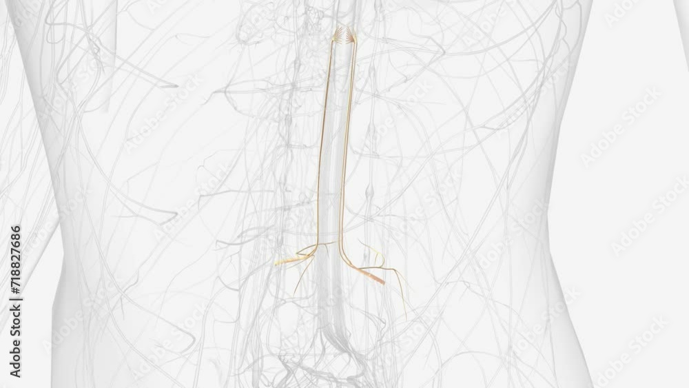 L2, L3 and L4 spinal nerves provide sensation to the front part of your ...