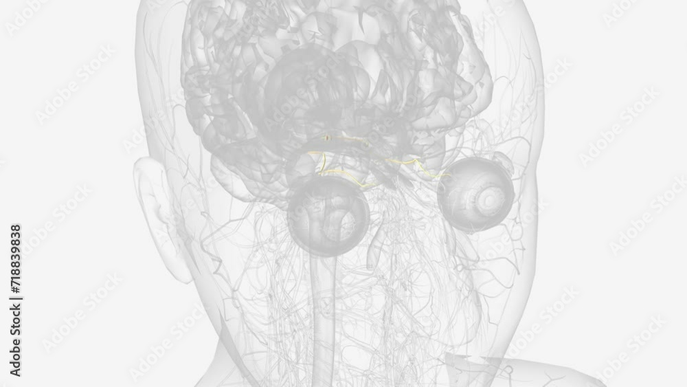 The trochlear nerve is the fourth cranial nerve (CN IV) and one of the ...