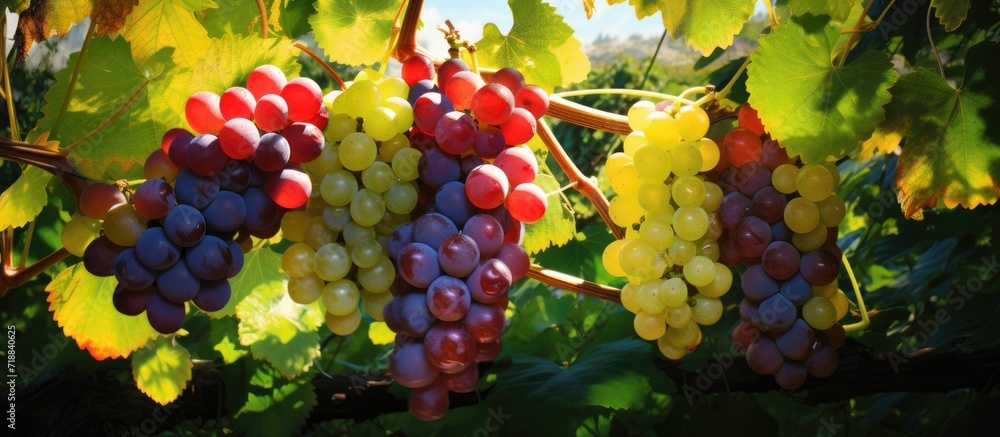 In the vineyard, three grape varieties with different colors - red ...
