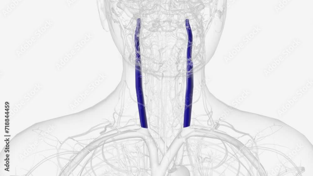 Vidéo Stock The internal jugular vein is a paired jugular vein that ...
