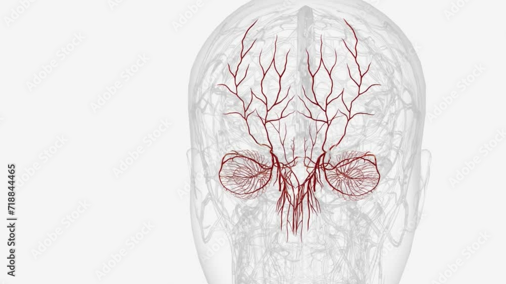 Vidéo Stock The two terminal branches of the ophthalmic artery are the ...
