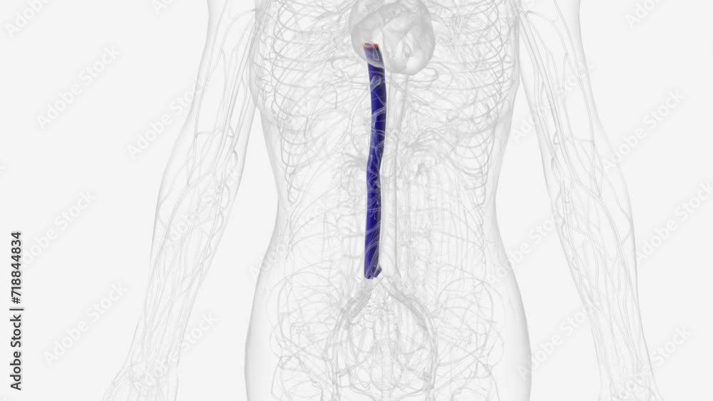 Vidéo Stock he inferior vena cava (IVC) is the largest vein of the ...