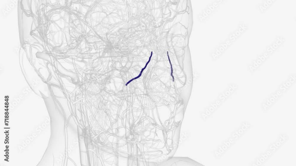 Vidéo Stock The angular vein is a vein located between the top of the ...