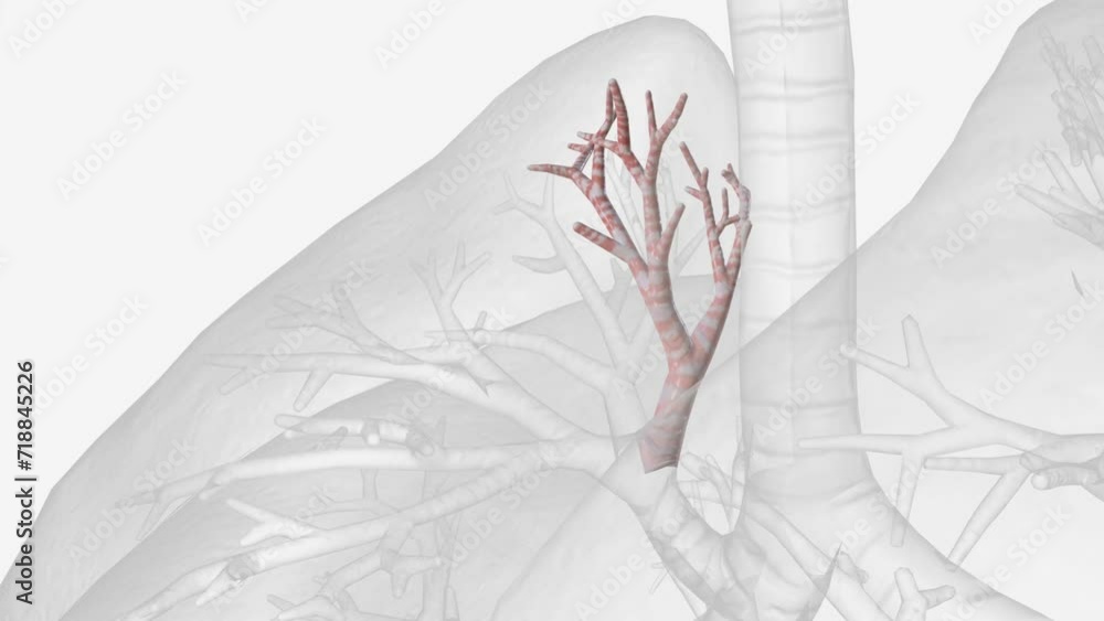 The apical segmental bronchus is the most superior bronchus of the ...