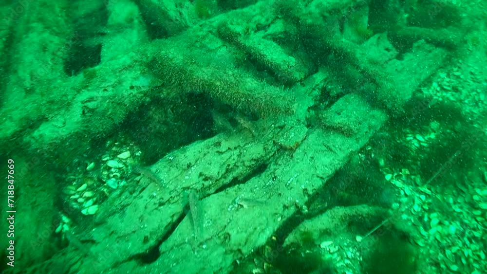 Diving on Snake Island -The camera slowly moves over the bottom covered ...