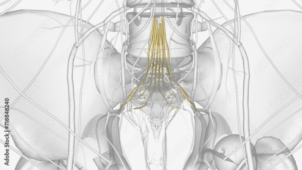 The sacral plexus is a network of nerve fibres that supplies the skin ...