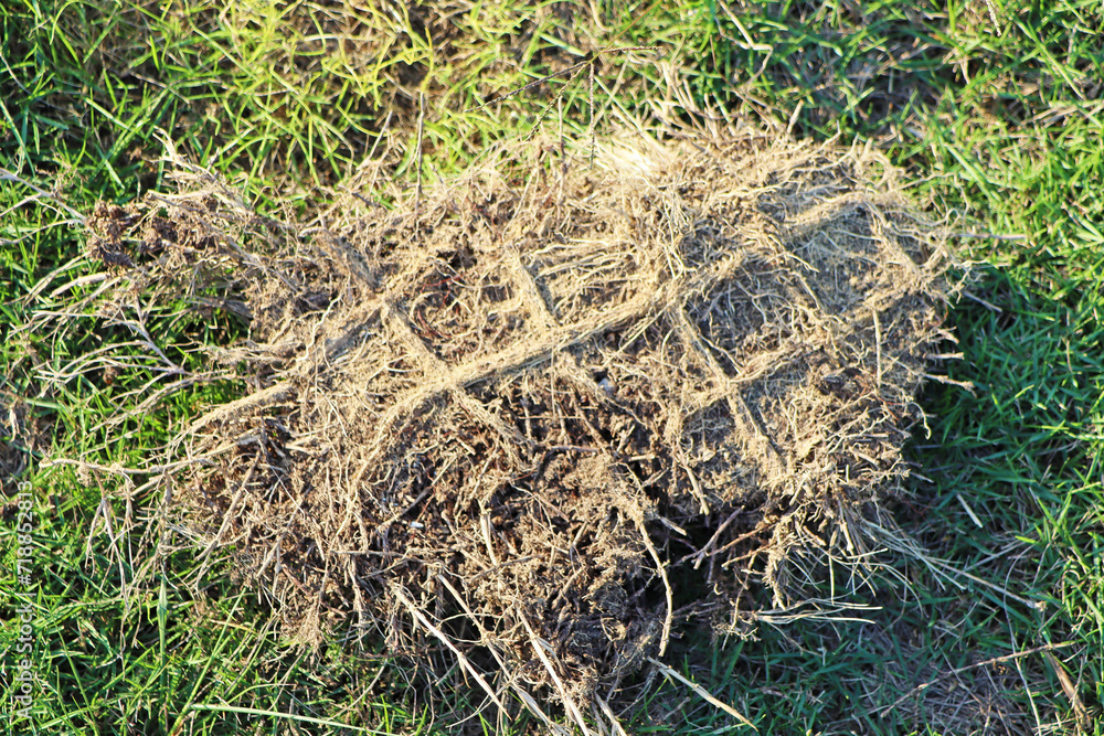 lawn roots, lawn turned over, roots form tiles. On the blades of grass ...
