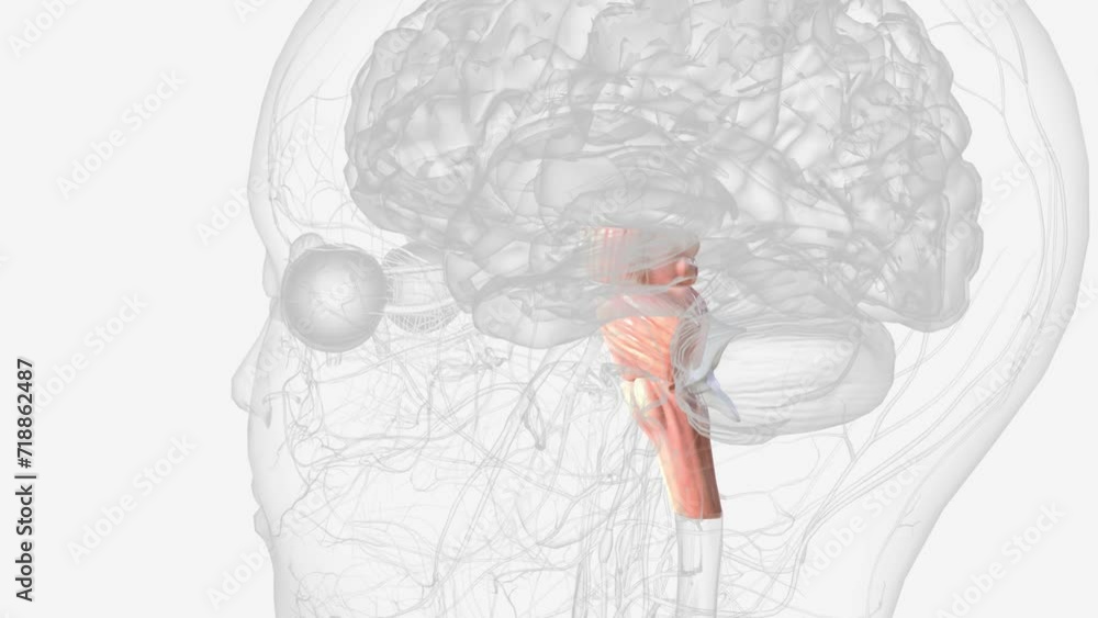 Brainstem, area at the base of the brain that lies between the deep ...