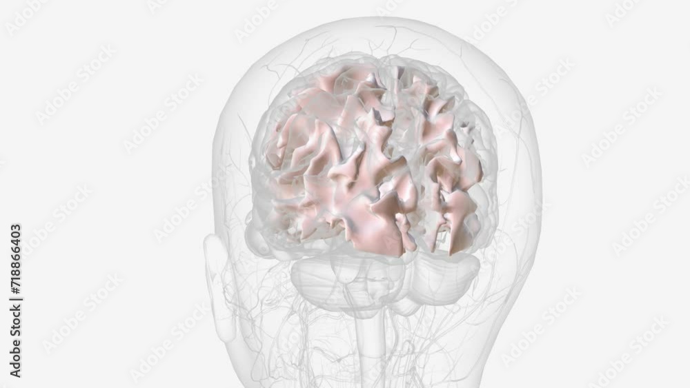 Vidéo Stock White matter is made up of a large network of nerve fibers ...
