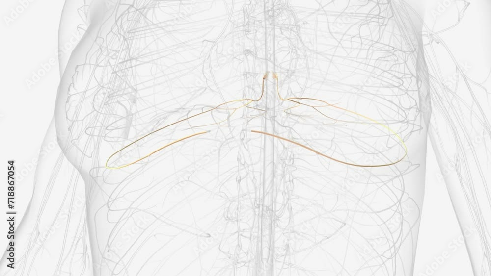 T6, T7, T8 provide the nerve network for some of the chest and abdomen ...