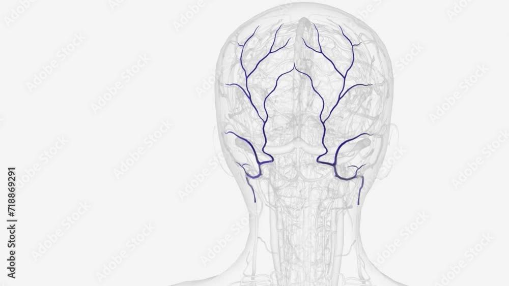 The occipital vein originates from small vessels on the posterior ...