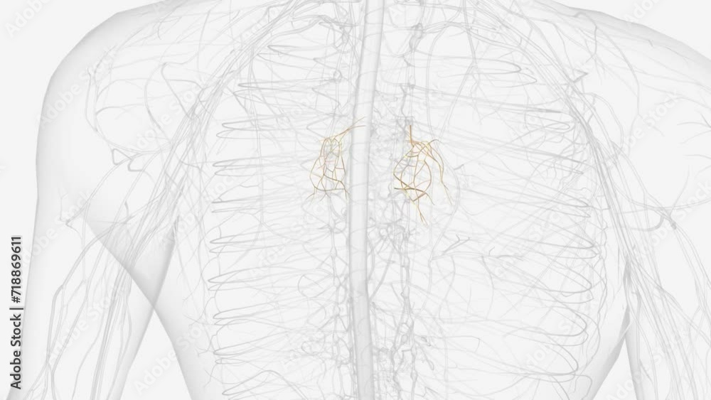 Vidéo Stock The pulmonary plexus is an autonomic plexus formed from ...