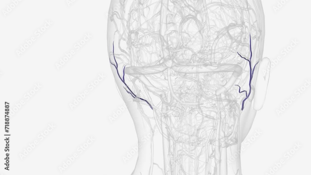The posterior auricular vein is a vein of the head. It begins from a ...
