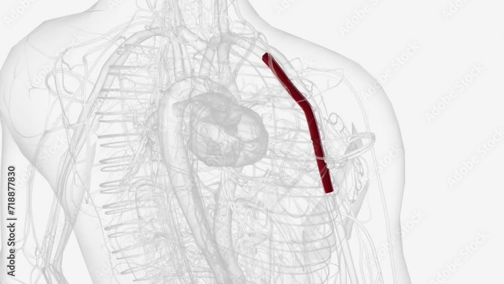 the axillary artery is a large blood vessel that conveys oxygenated ...