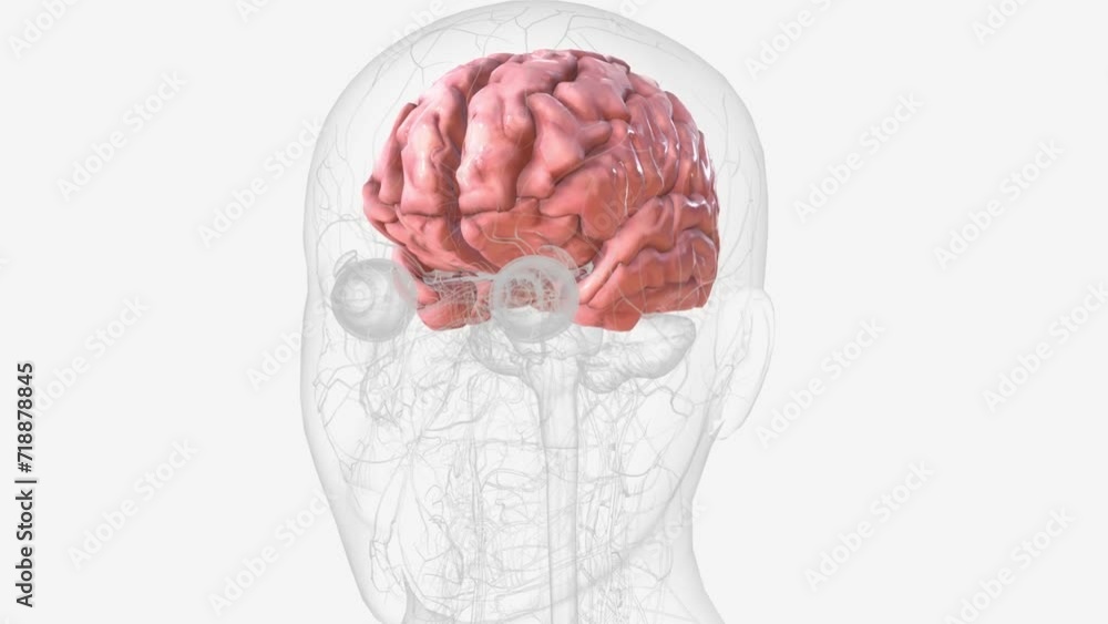 The Cerebral Cortex Also Known As The Cerebral Mantle Is The Outer Layer Of Neural Tissue Of