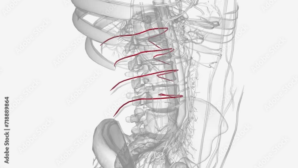 The lumbar arteries are the four pairs of branches of the abdominal ...