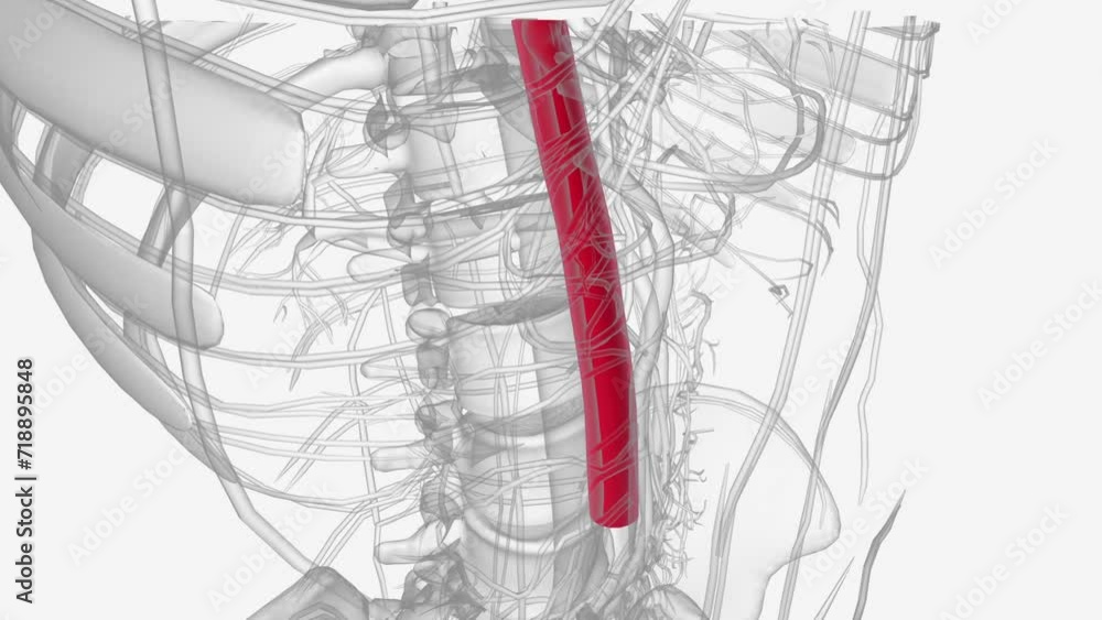 n human anatomy, the abdominal aorta is the largest artery in the ...