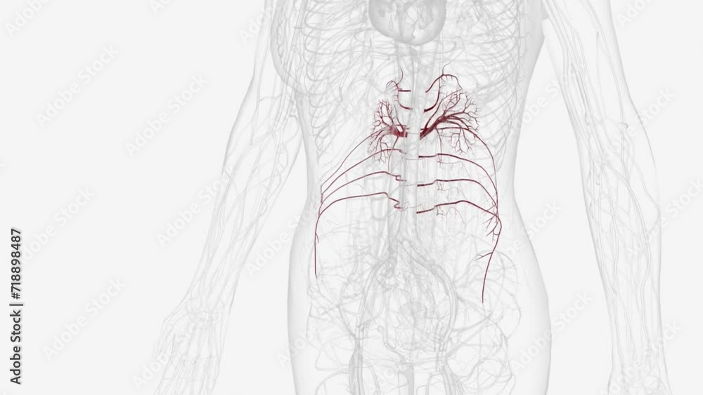 The major vessels of the abdomen, including the abdominal aorta and the ...