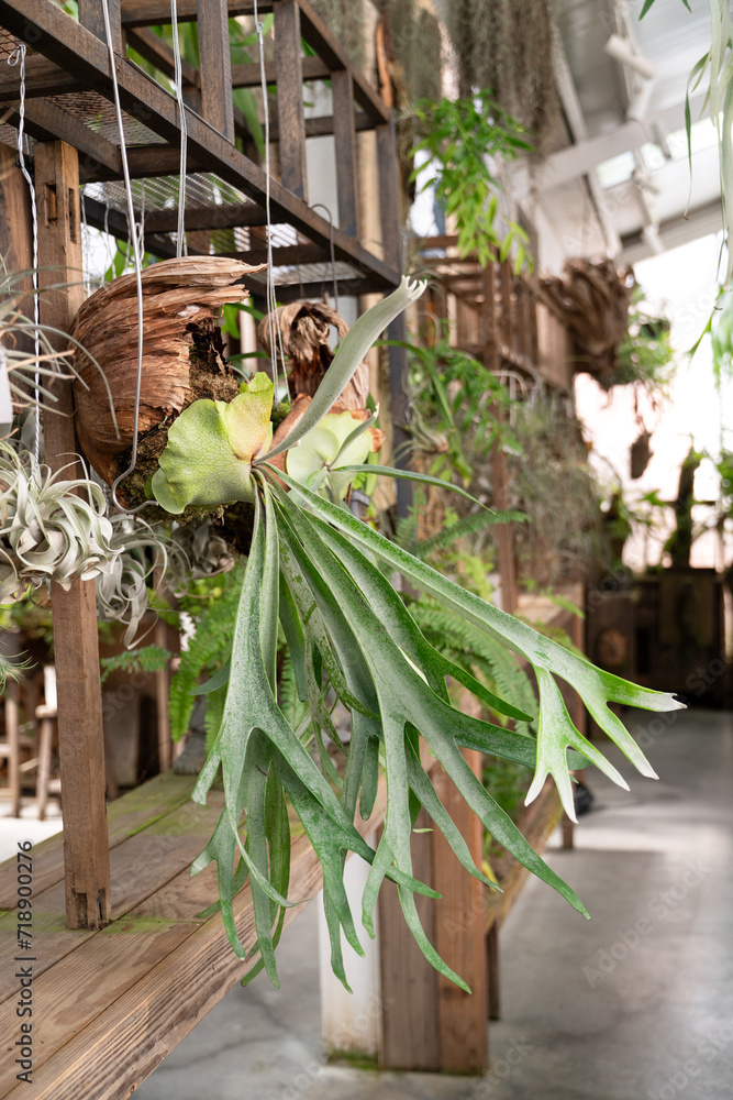 Beautiful platycerium, staghorn fern, deer antler leaves on the wall ...