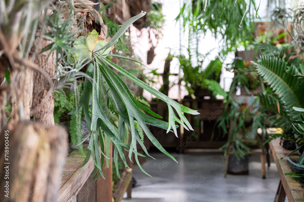 Beautiful platycerium, staghorn fern, deer antler leaves on the wall ...