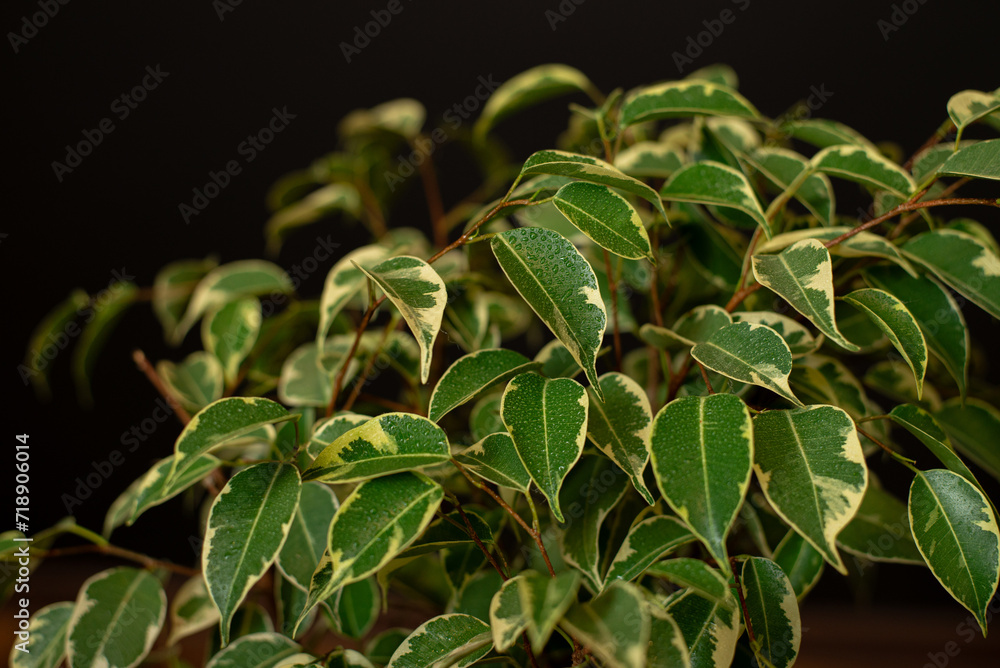 Beautiful lush houseplant Ficus benjamina, commonly known as weeping ...