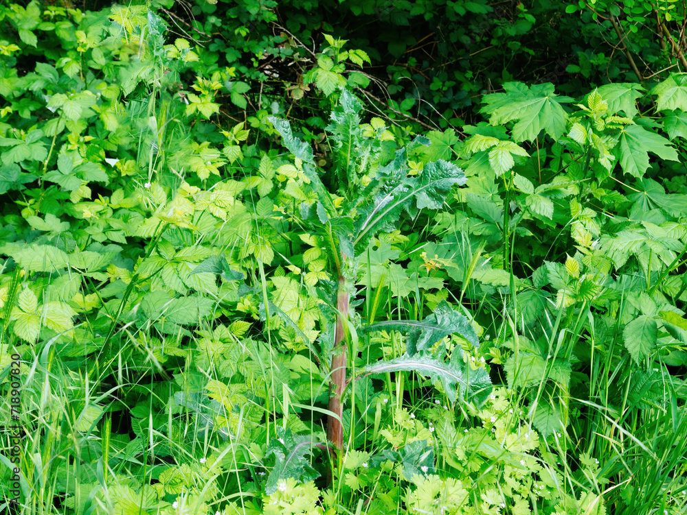 Diverse foliage thrives in dense underbrush, featuring a mix of ...