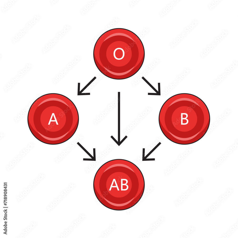 Red blood cell compatibility chart diagram hand drawn schematic vector ...