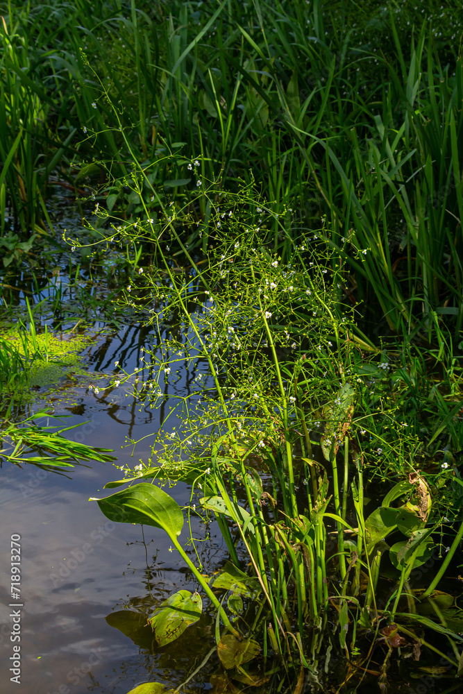 Phreatophyte. American water plantain Alisma plantago-aquatica in ...